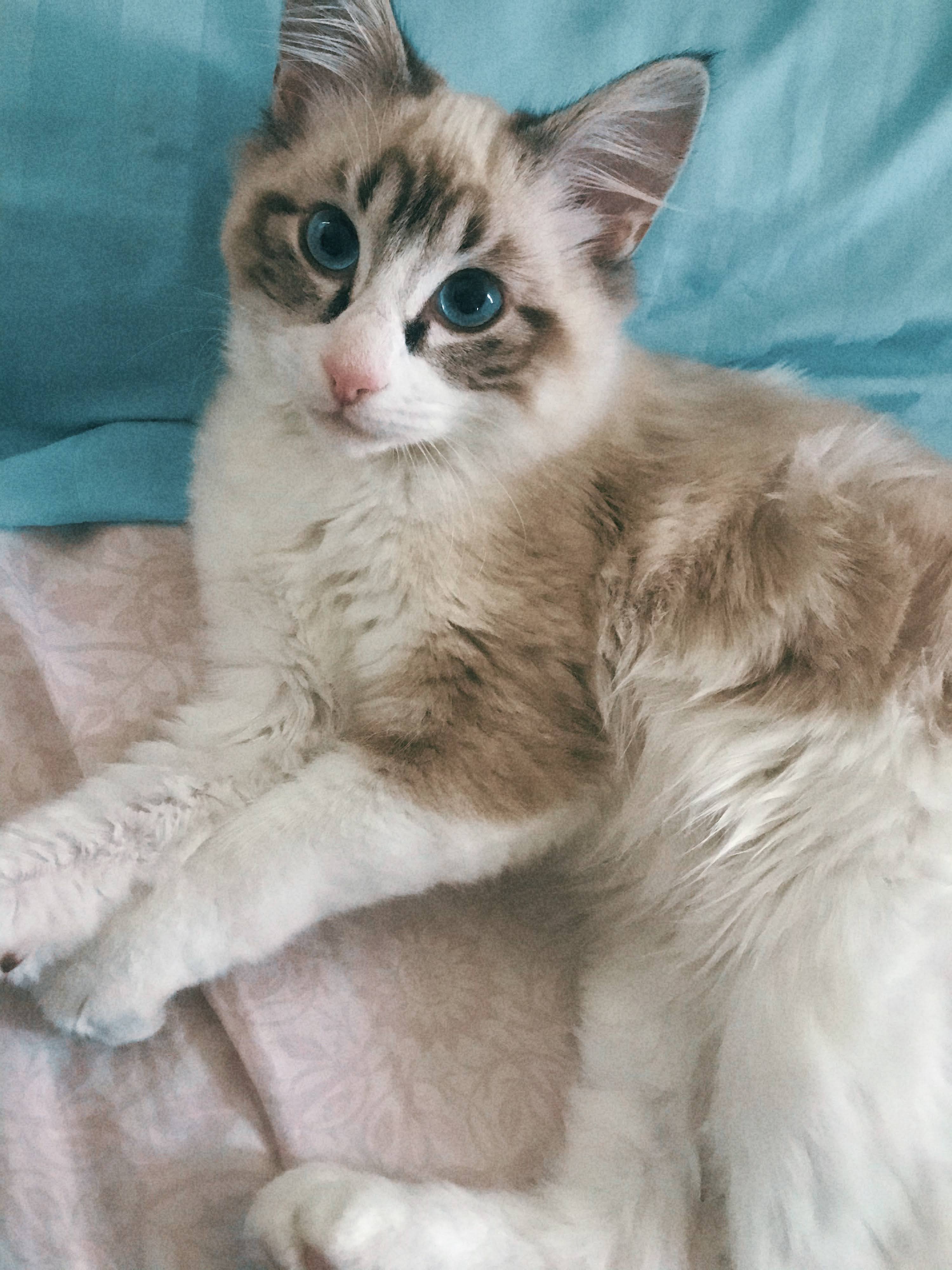 Welcome to Farheen’s Page | fansari18.github.io